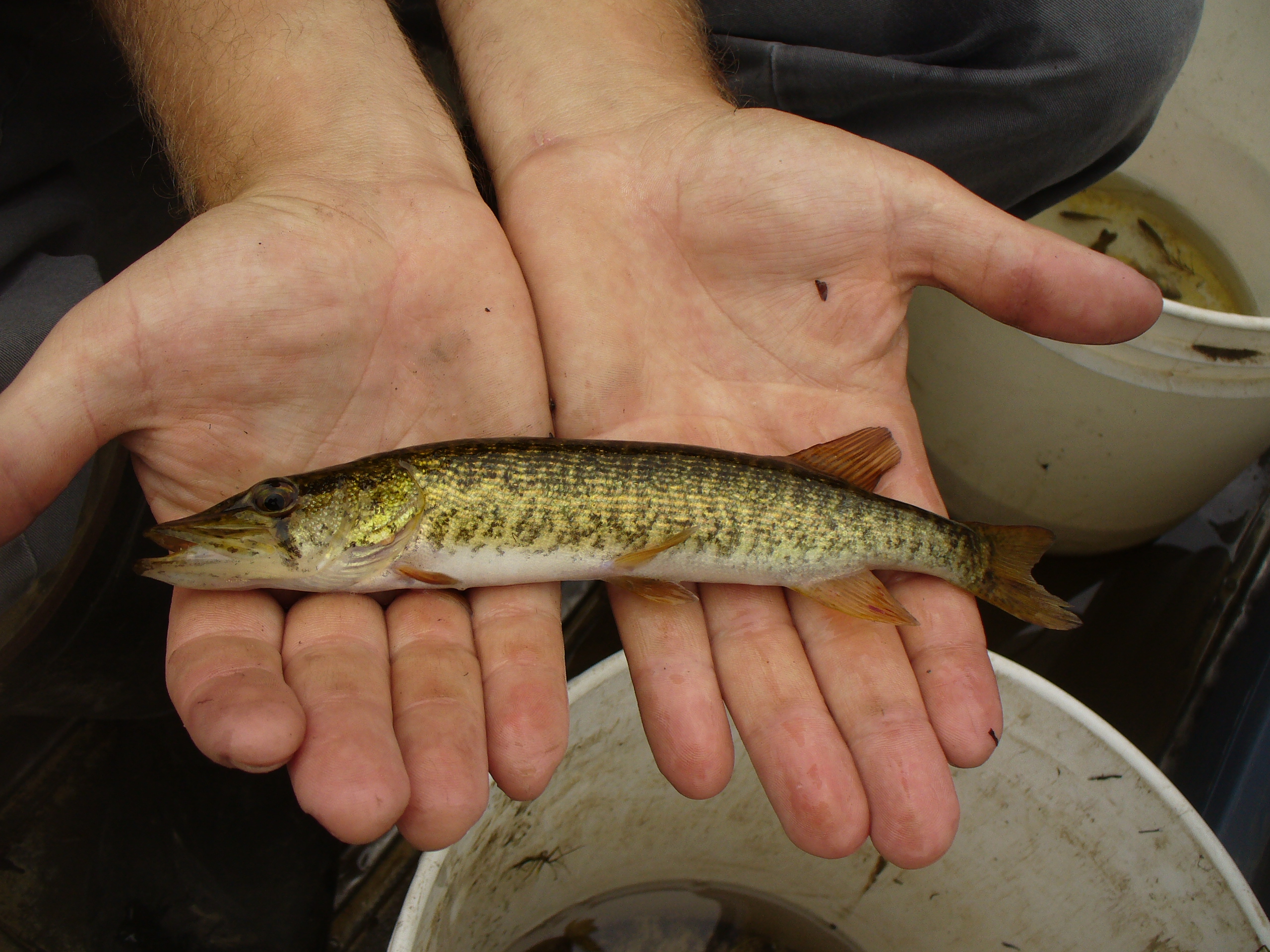 (Esox Linnaeus, 1758) Род Эсоксы, Щуки, Genus Esox Linnaeus, 1758 ...